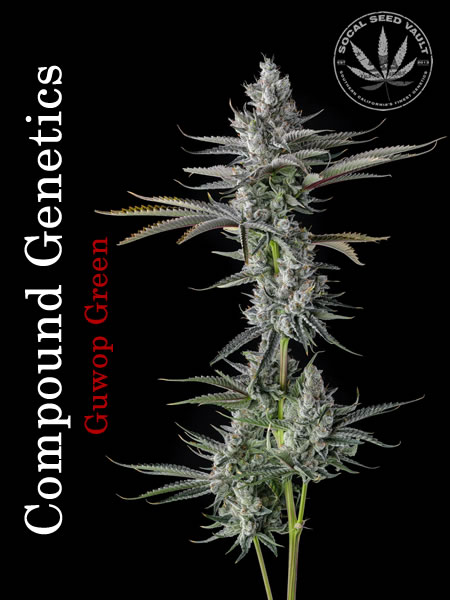 Socal Seed Vault - Uplifting but Relaxing Guwop Green by Compound Genetics