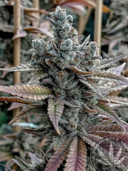 Socal Seed Vault - Category: Solfire Gardens