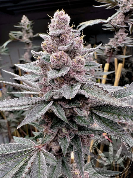 Socal Seed Vault - Category: Solfire Gardens