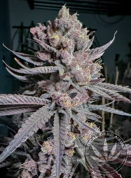 Socal Seed Vault - Category: Solfire Gardens